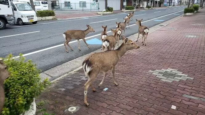 Les animaux sauvages viennent dans des villes alors que les gens sont assis à la maison à la quarantaine 5248_1