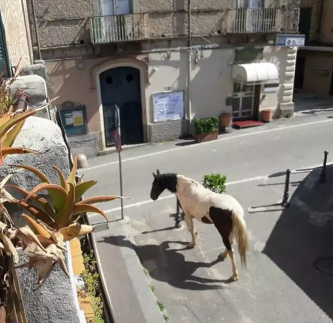 Les animaux sauvages viennent dans des villes alors que les gens sont assis à la maison à la quarantaine 5248_3