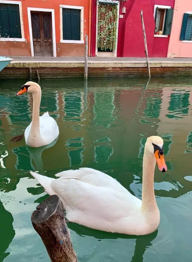 Les animaux sauvages viennent dans des villes alors que les gens sont assis à la maison à la quarantaine 5248_4