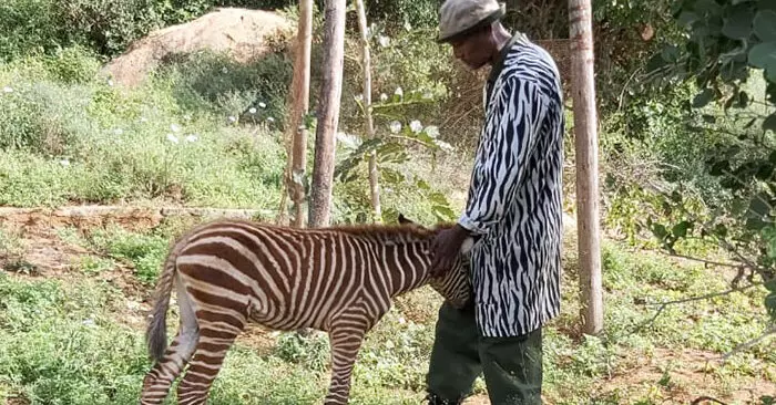 Abatakuli bezilwane zasendle kwadingeka bathenge isudi ngephrinta ethokozisayo ukuze banakekele i-zebra encane