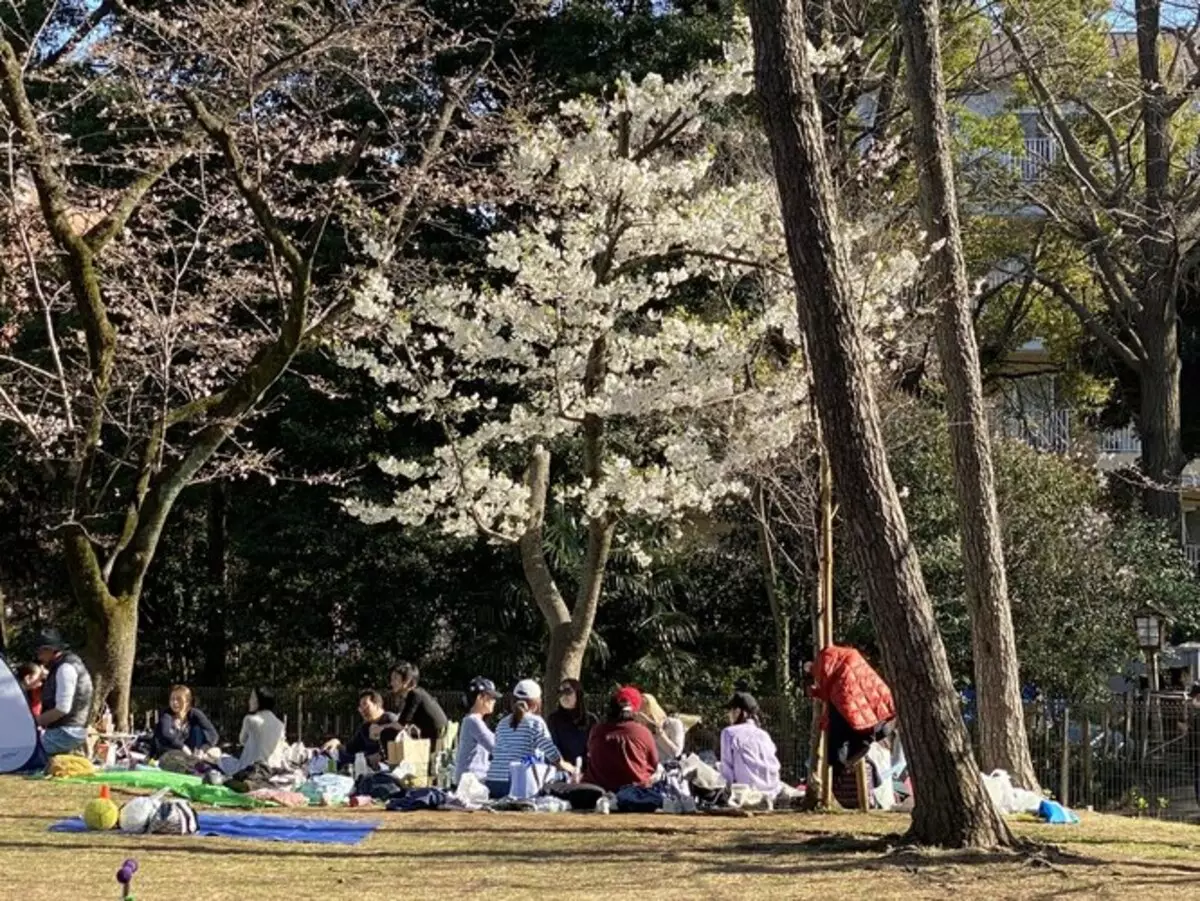 De Japanners bewonderen de bloeiende sakura. Tijd eigentijds 5410_2